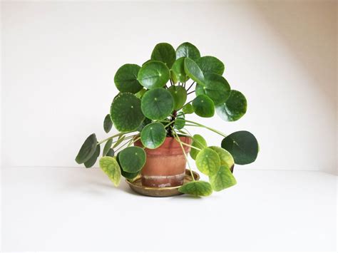 Solid Brass Plate Etsy