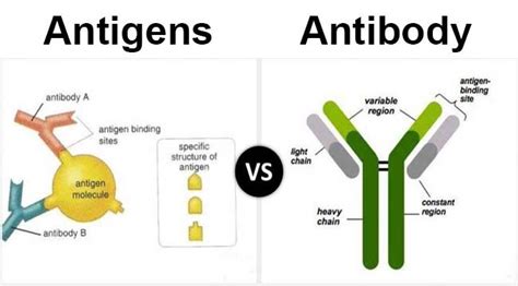 Antigen Vs Antibody Microbiology Notes