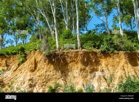 Soil Cross Section Tree Roots Hi Res Stock Photography And Images Alamy