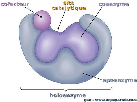 Holoenzyme Définition Et Explications