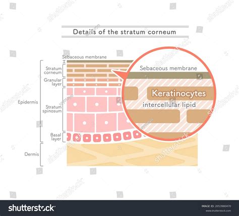 Illustration Showing Structure Stratum Corneumenglish Notation Stock Vector Royalty Free