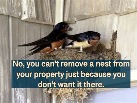 Can I Remove A Birds Nest For Fox Sake Wildlife Rescue