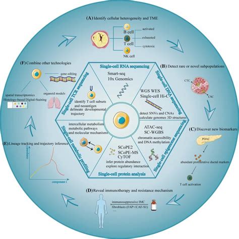 Different Single Cell Technologies And Their Applications In Medicine