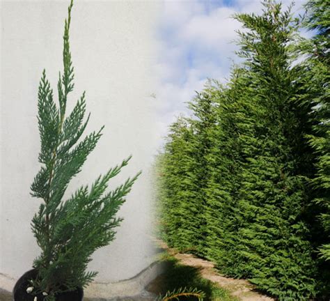 Cupressocyparis Leylandii Лейландски кипарис зелен