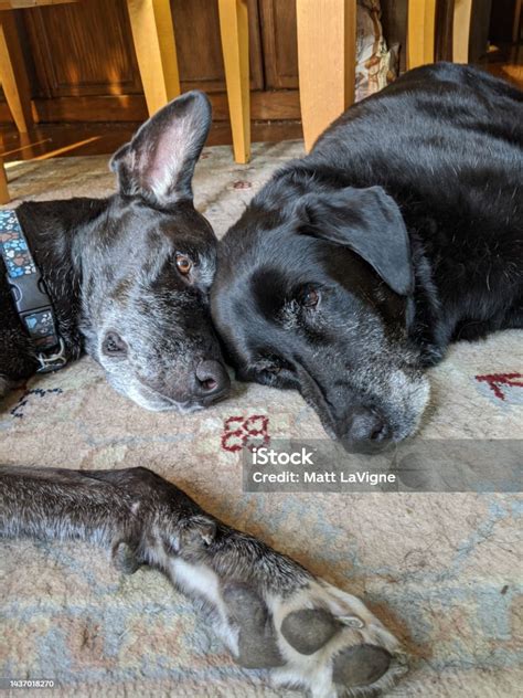 검은 실험실과 반 허스키 반 그레이트 데인이 카펫 바닥에서 머리를 맞대고 잠을 잔다 0명에 대한 스톡 사진 및 기타 이미지 0명 개 개과 Istock