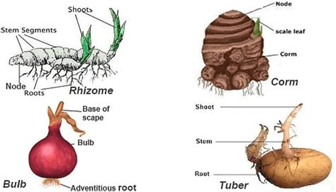 The Stem And Its Modifications Biology Class 11 Neet