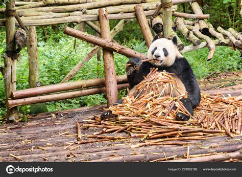 Funny Panda Bear Pictures