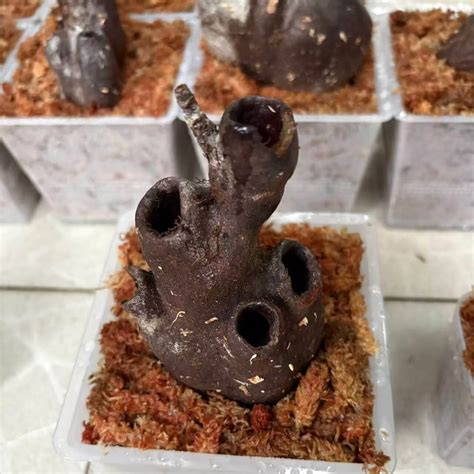 Hydrophytum Caminiferum For Sale Happyforeststore