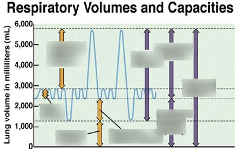Spirometry Graph Diagram Quizlet