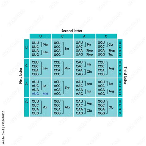 Table Of Rna Codons Genetic Biological Code Of Amino Acids Amino