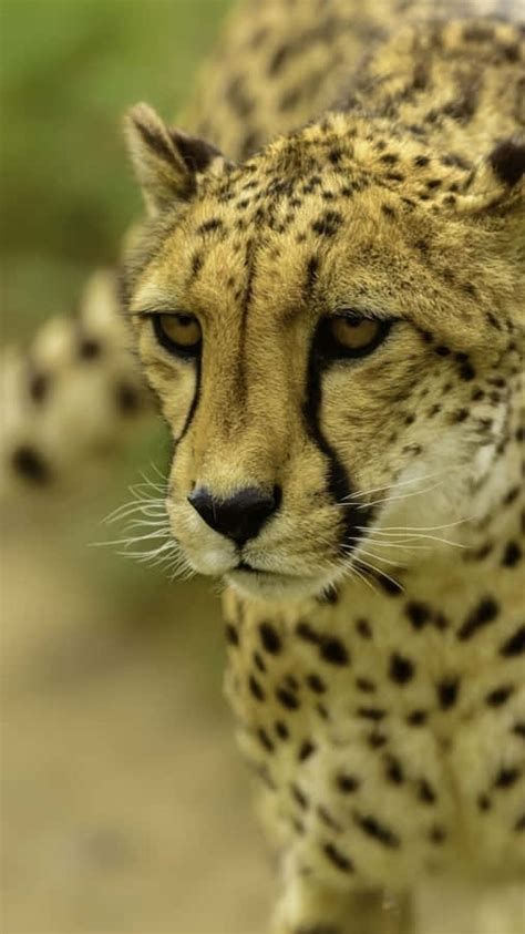 Download Free Upgrade Your Phone With A Cheetah Iphone For Lightning Fast Speeds Wallpaper