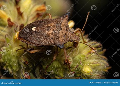 Adult Stink Bug Stock Image Image Of Arthropoda Heteroptera