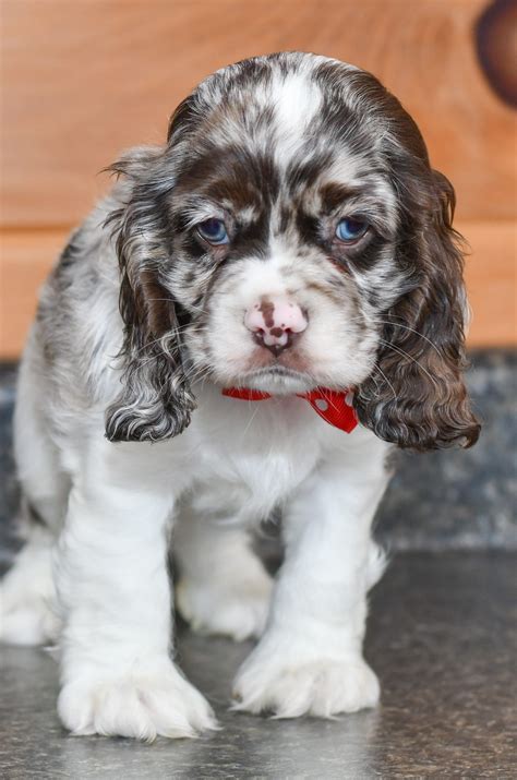 Rio Cocker All Star Puppies All Star Puppies