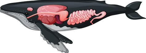 Internal Anatomy Of A Whale Isolated On White Background 2046935 Vector
