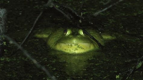 Bullfrogs Croaking Youtube
