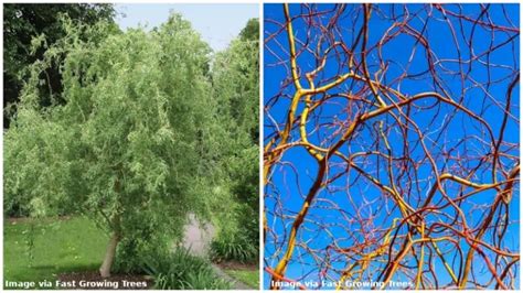 16 Different Types Of Willow Trees And Identifying Features