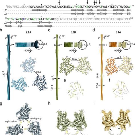Cryo Em Structures Of The L1 αsyn Fibrils A Sequence And Secondary Download Scientific Diagram