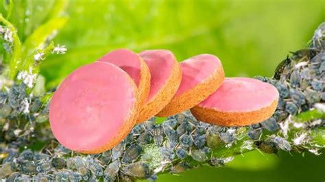 Gelul Of Echt Waar Zitten Er Luizen In Roze Koeken