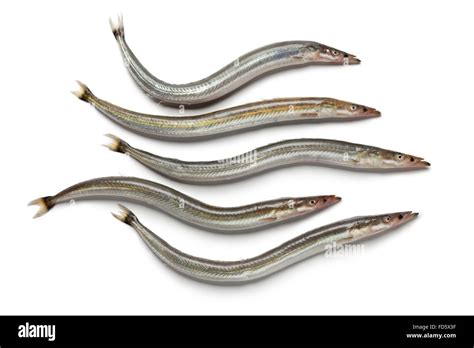 Eels Cut Out Stock Images And Pictures Alamy