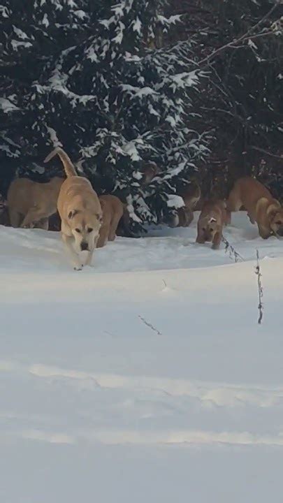 как определить чистокровных собак Youtube