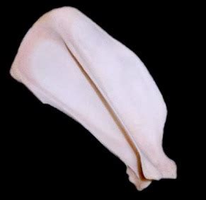 Anatomy Lab Flashcards Quizlet Anatomy Lab Flashcards Quizlet