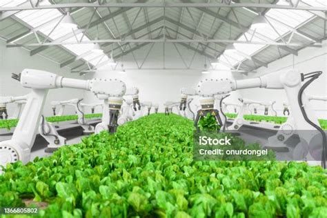 자동화된 온실에서 채소를 수확하는 로봇 무기를 가진 스마트 농업 기술 로봇에 대한 스톡 사진 및 기타 이미지 로봇 스마트 농업 수경 재배 Istock