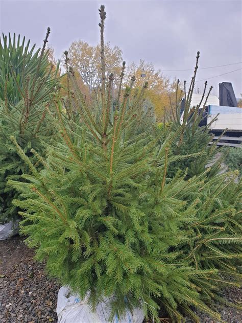 სად შევიძინოთ ბუნებრივი ნაძვის ხეები თბილისში Homeis Ge გირჩევთ Home Is