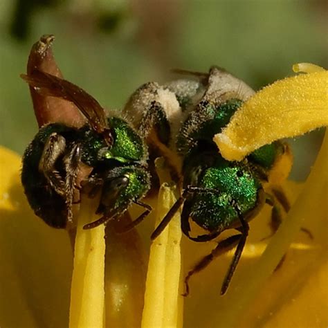 Metallic Green Bee Augochloropsis Bugguidenet