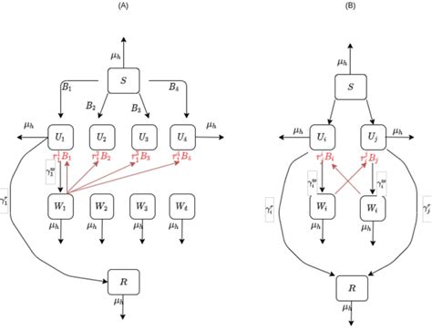 Model Compartmental Diagram A Indicates Human Compartmental Download Scientific Diagram