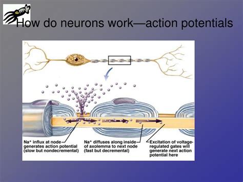 Ppt Neurons Powerpoint Presentation Free Download Id1084558
