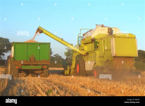 combine harvester unloading wheat on the farmland in somerset stock