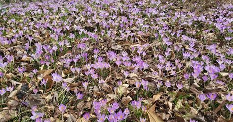 ‘봄의 전령 크로커스가 만든 ‘비밀의 화원 Esc