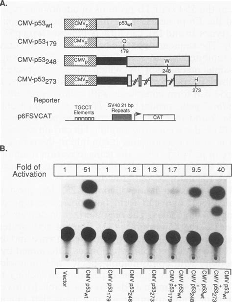 Mutants Of P53 Differ In The Ability To Inhibit Transcriptional