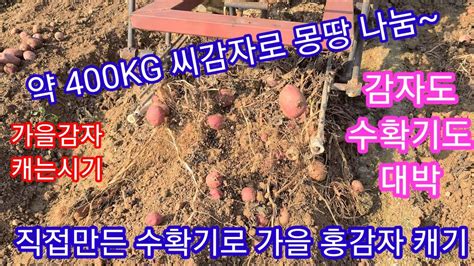 몽땅 나누어 드립니다~ 직접만든 감자고구마수확기로 가을홍감자 캐는날 가을감자 캐는시기홍심이빨간감자땅속작물 수확기귀농귀촌전원일기인간극장 Youtube
