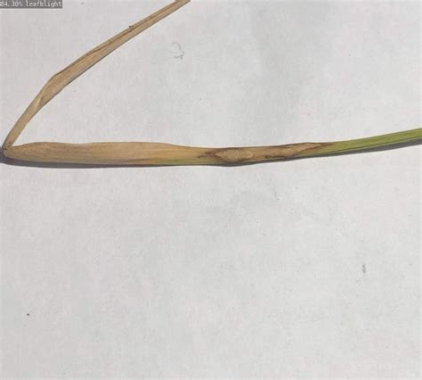 GitHub MaxHalim Rice Disease Detection