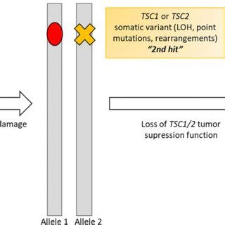 Diagnostic Flowchart For TSC A See Table 1 B Including Analysis For Download Scientific