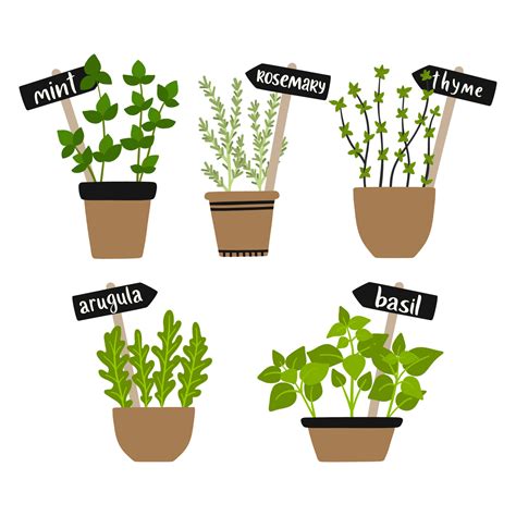 Set Of Vector Illustration Herbs In Pots 8285562 Vector Art At Vecteezy