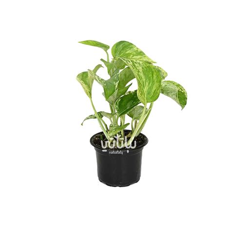 Small Pothos Marble Queen Plant Nabataty Shop