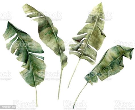바나나 잎수채열대 세트 흰색 배경에 고립 된 손으로 그린 이국적인 야자수 가지 디자인 인쇄 직물 또는 배경을위한 꽃 그림 0명에