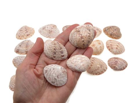 20 Assorted Calico Clam Shells Macrocallista Maculata Etsy