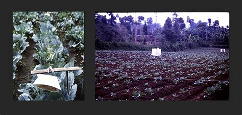 Areas Of Research Entomologic