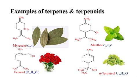 Terpenoids For Slide Presentation New 1pptx