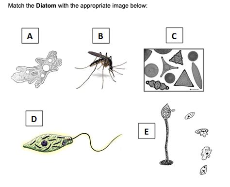 Match The Diatom With The Appropriate Image Below