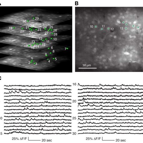 Directional Tuning Curve Recorded With Electrophysiology From 5 Cells