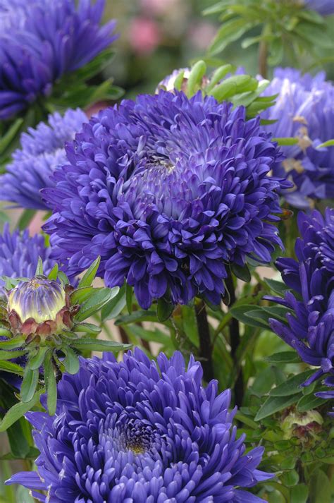 50 Duchess Peony Dark Blue Aster Flower Seeds Etsy