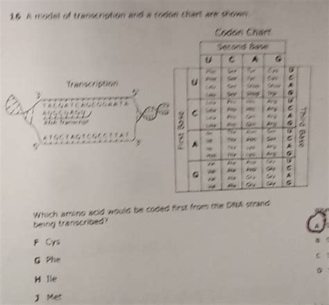 solved 18 a model of transcription and a codon chart are shown codon