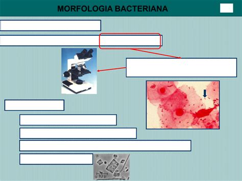 Biologia Celular Morfologia Bacteriana Nomenclatura Científica