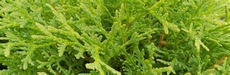 Thuja Occ Tiny Tim Shallowmead