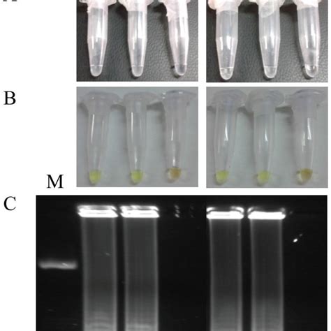 Lamp Primer Set Targeting The Selected Sequence Genbank Accesion No Download Scientific