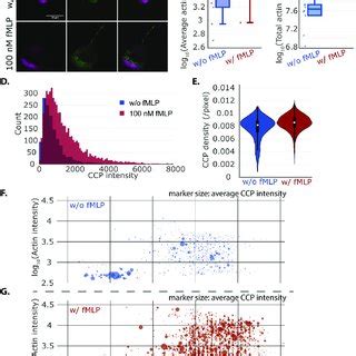 There Is A Dramatic Increase In CCP Numbers And Intensity In The Download Scientific Diagram